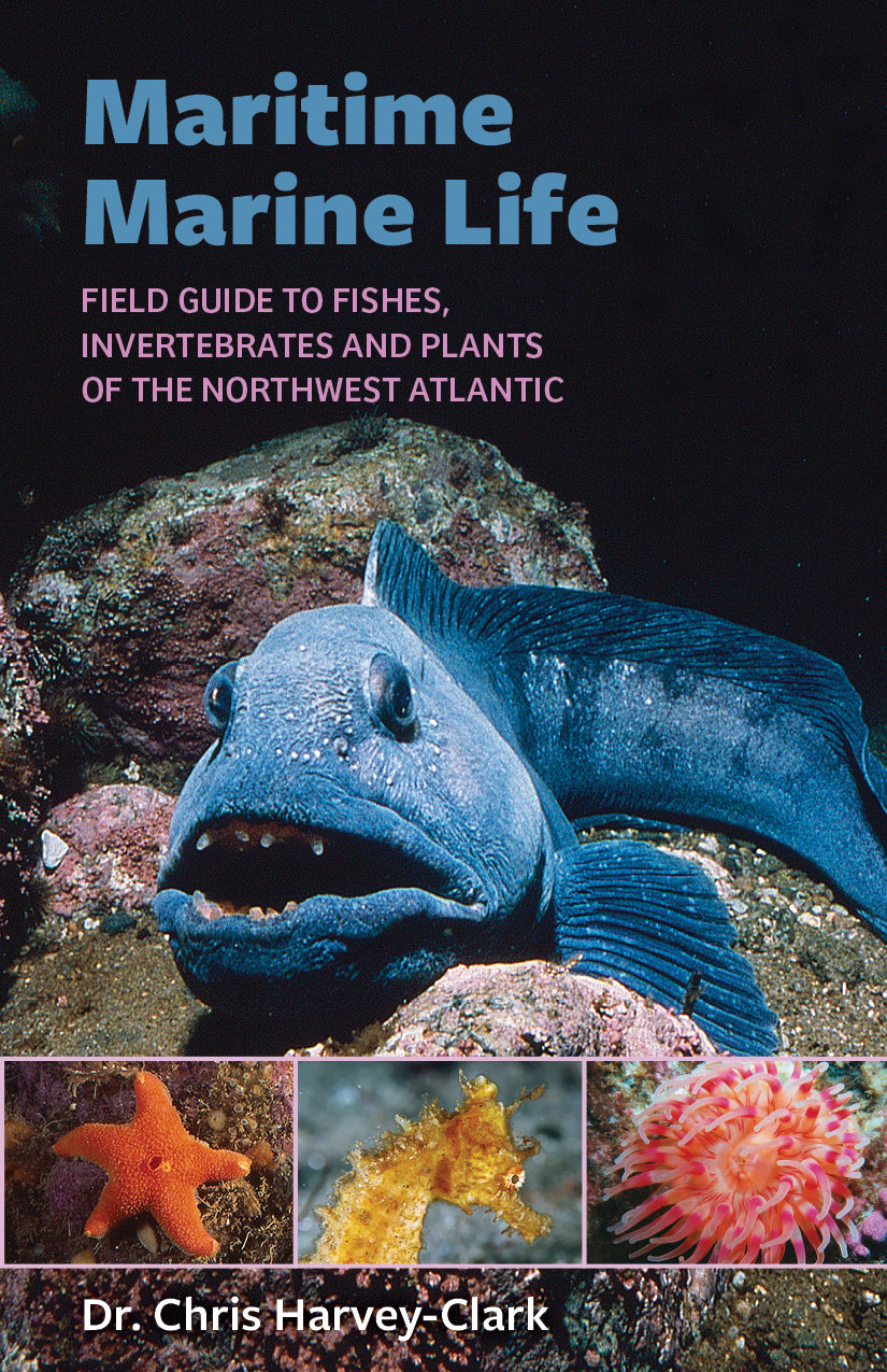 Maritime Marine Life—Field Guide to Fishes, Invertebrates and Plants o ...